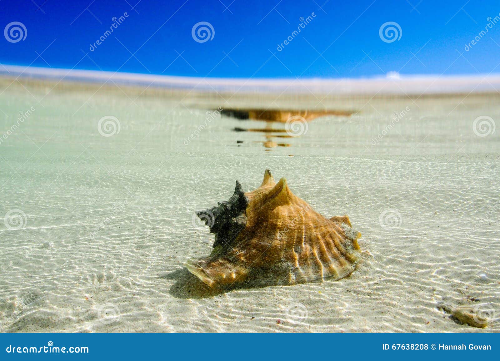 Conch Shell in the Shallows Stock Photo - Image of nature, caribbean ...