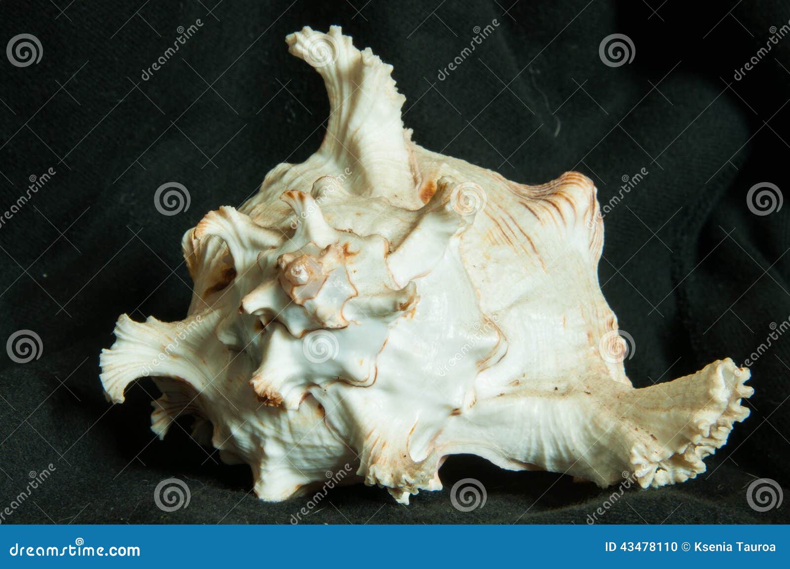 Conch stock photo. Image of decorative, shell, nature - 43478110