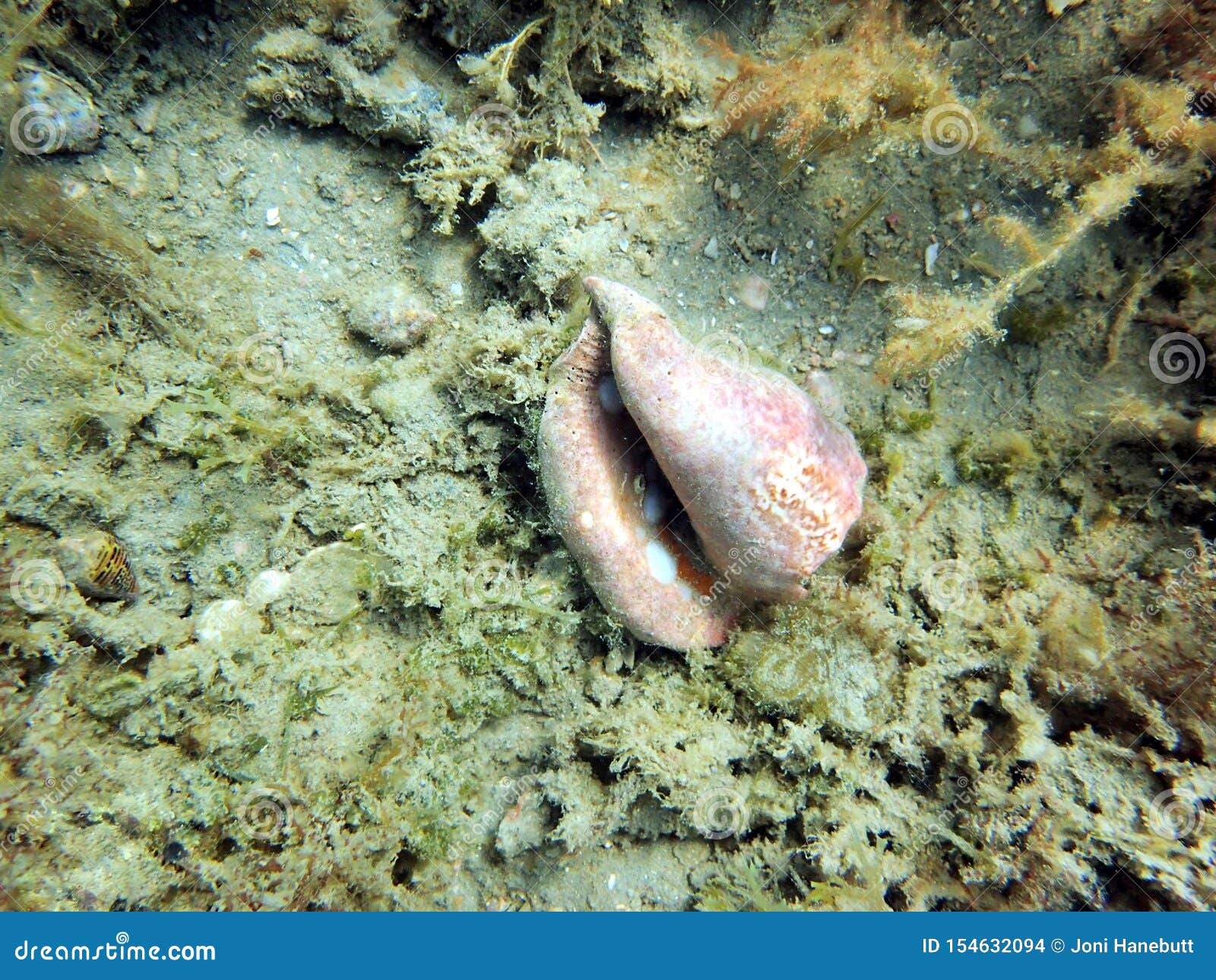 Conch Shell Sitting on the Bottom of the Ocean Stock Photo - Image of ...