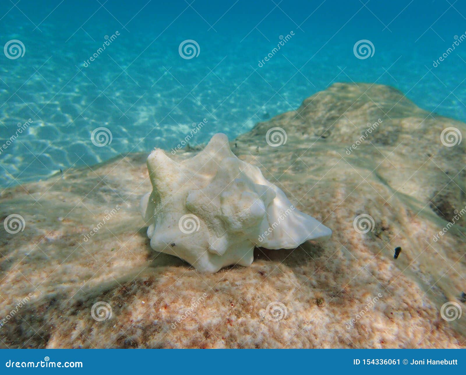 A Conch Shell Sitting on a Rock Reef Stock Image - Image of ...