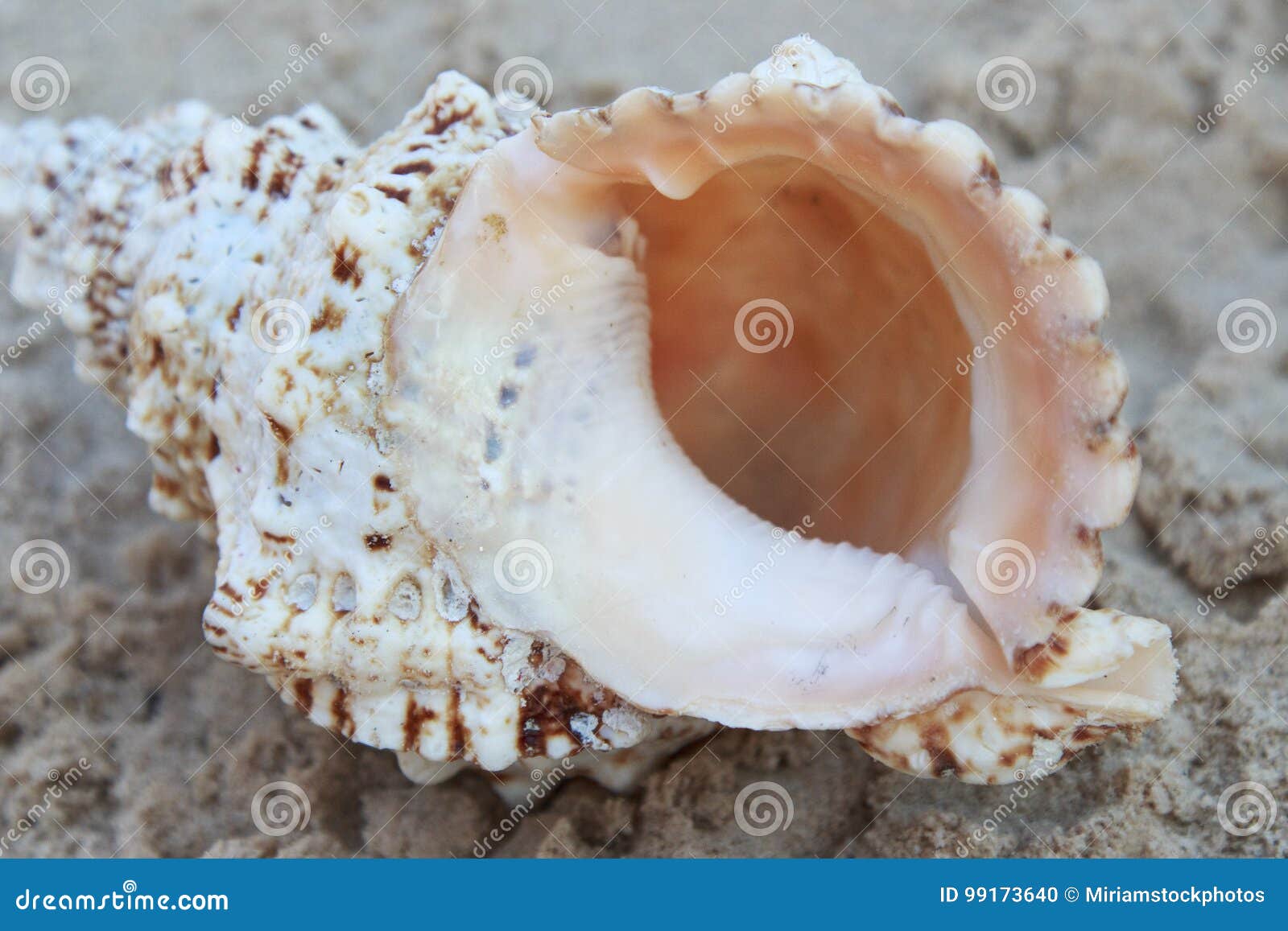 Conch Shell Sitting on the Sand Stock Photo - Image of reef, caribbean ...