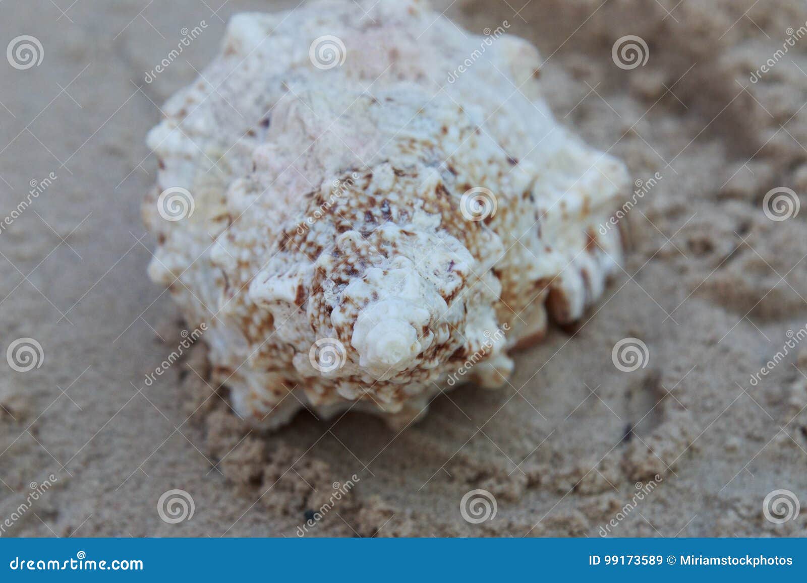 Conch Shell Sitting on the Sand Stock Image - Image of bumps ...