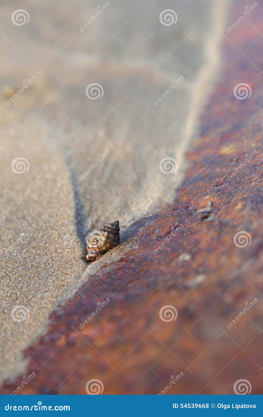 Conch shell stock photo. Image of discovery, pebble, edge - 54539668