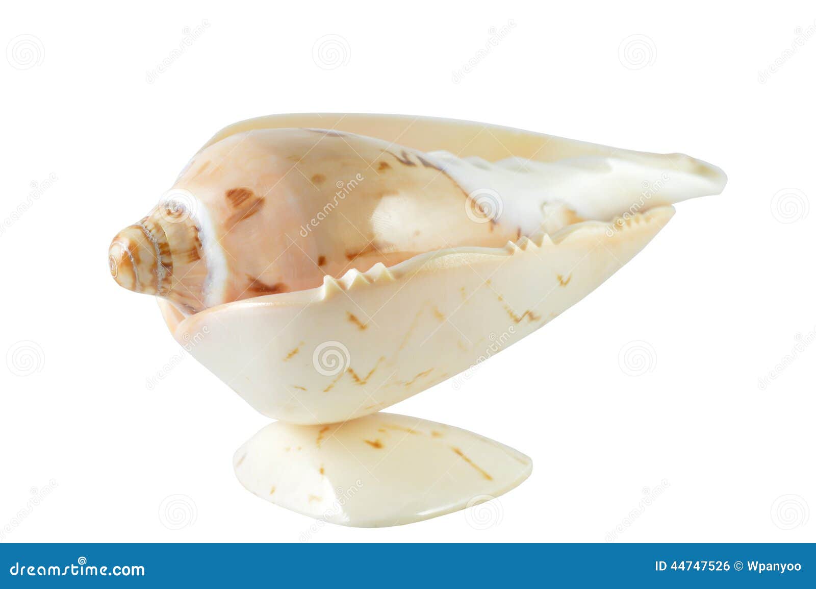 Conch shell stock photo. Image of background, thailand - 44747526