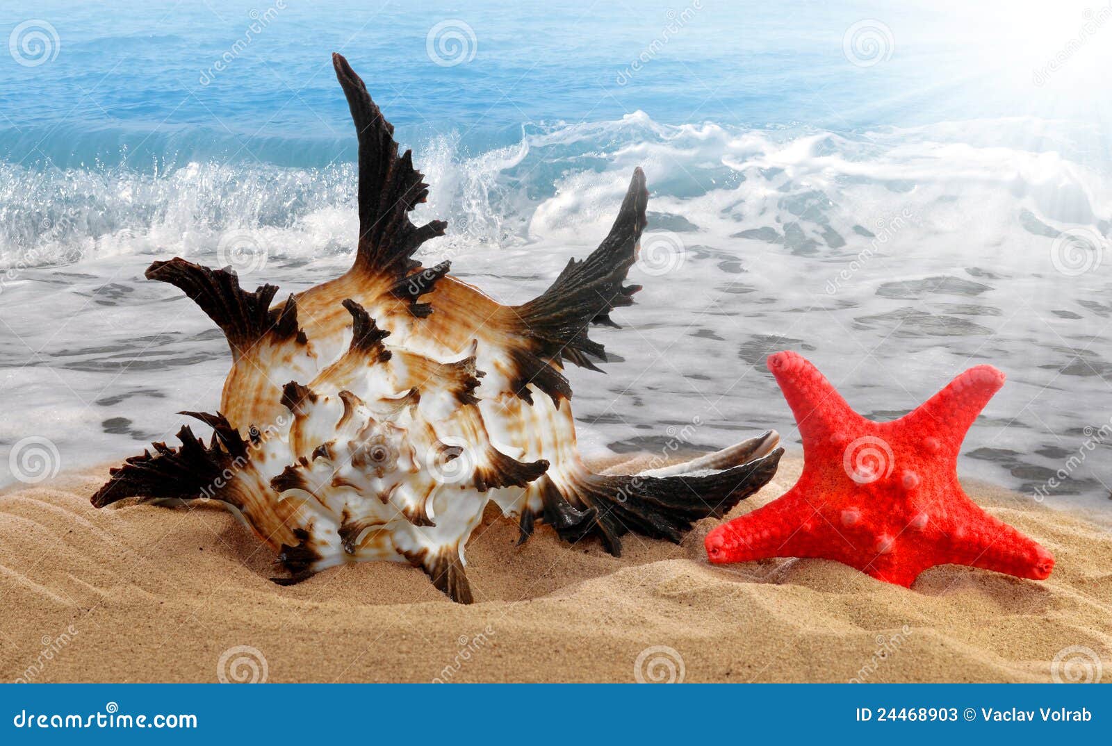Conch shell with starfish stock image. Image of landscape - 24468903