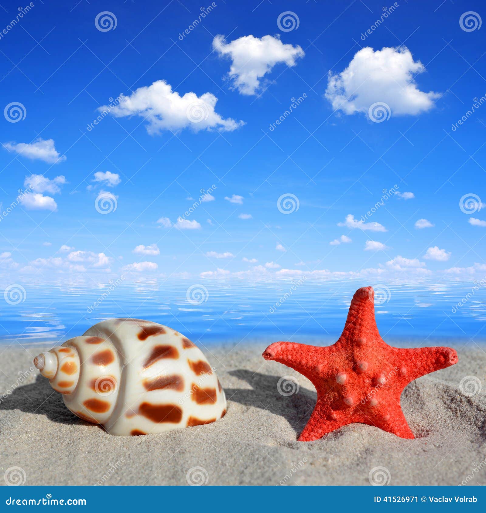 Conch shell with starfish stock image. Image of island - 41526971