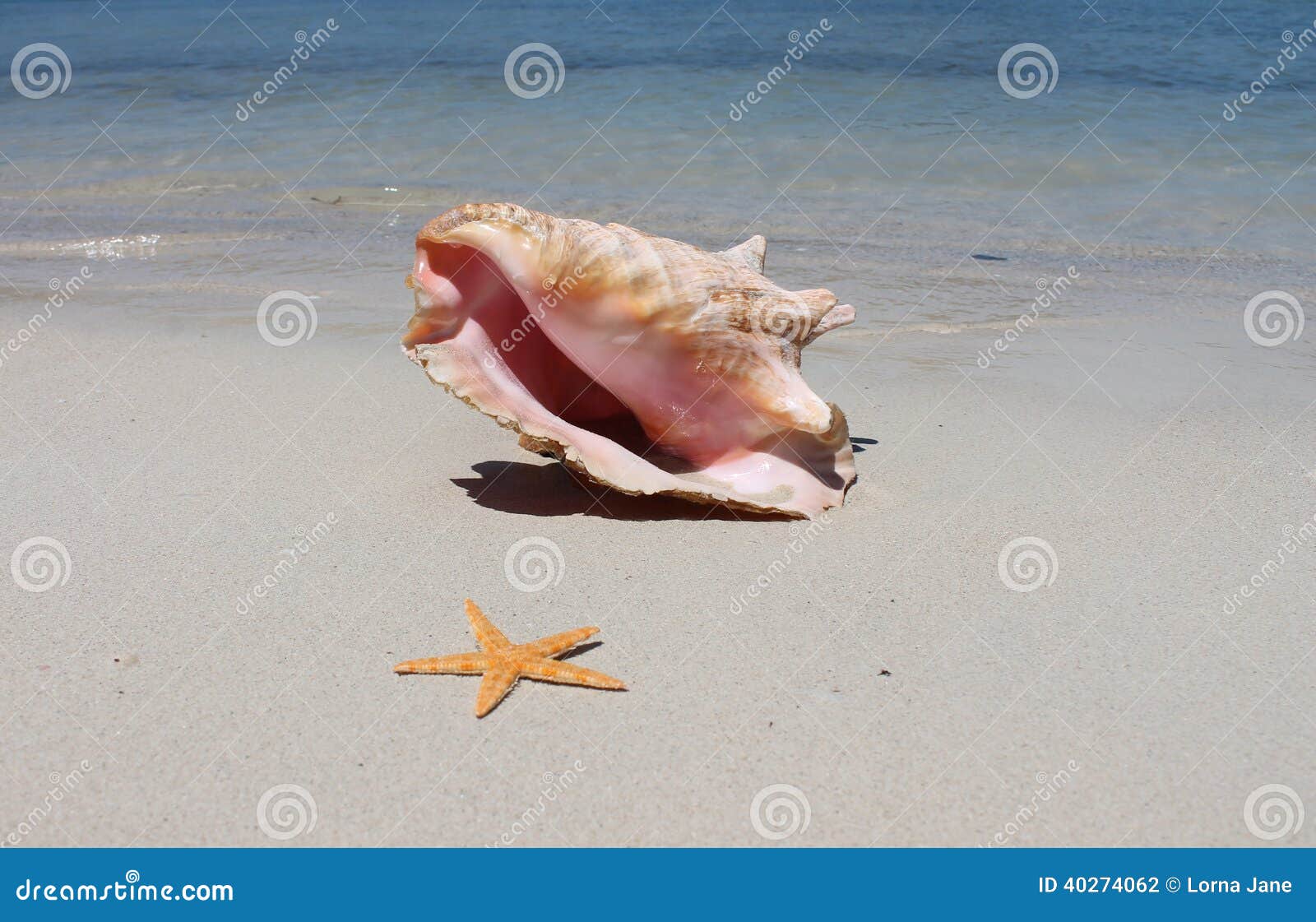 Conch Shell and Starfish on the Beach Stock Photo - Image of australia ...