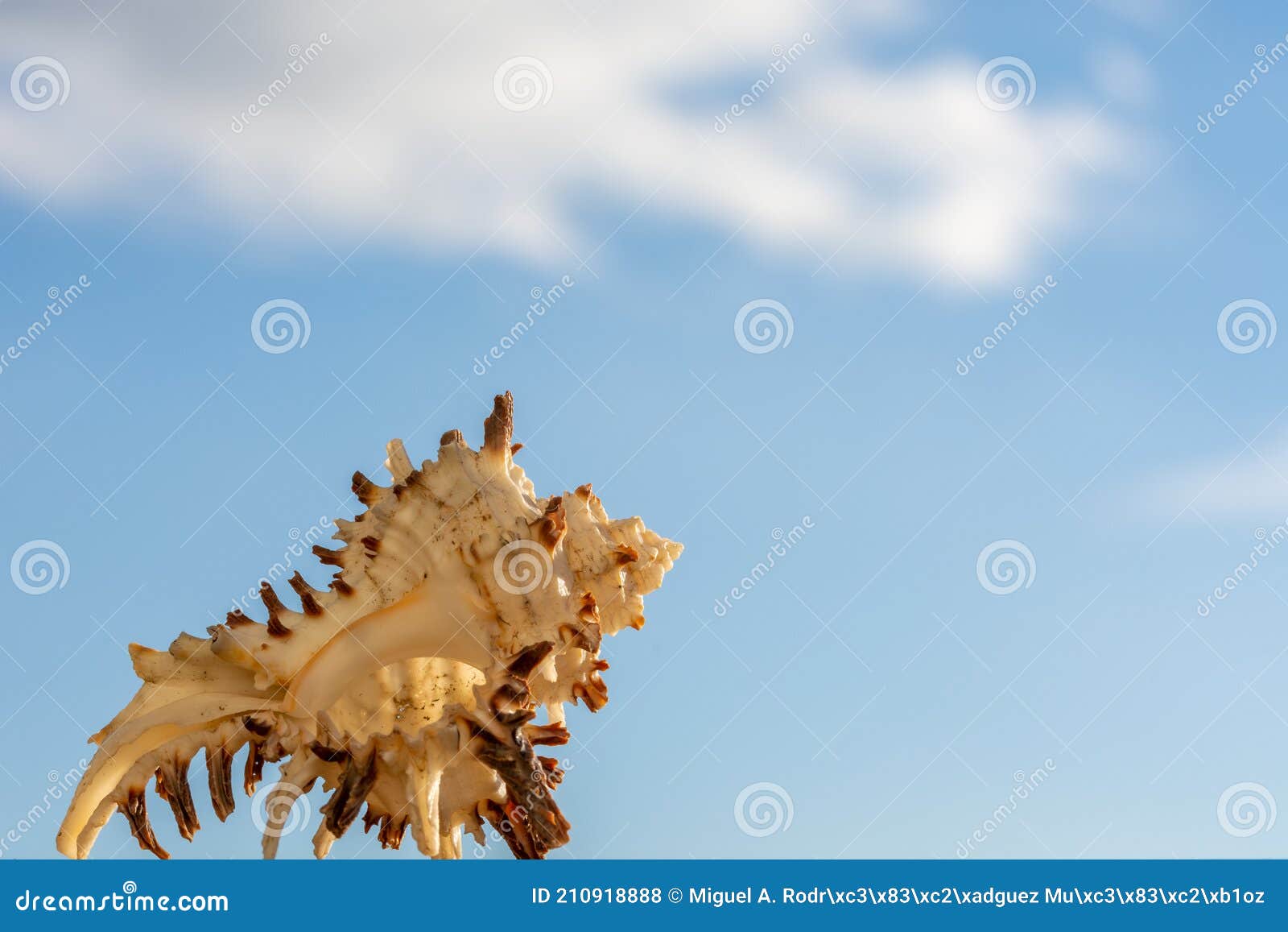 Conch Shell at Sunset with the Blue Sky in the Background Stock Photo ...