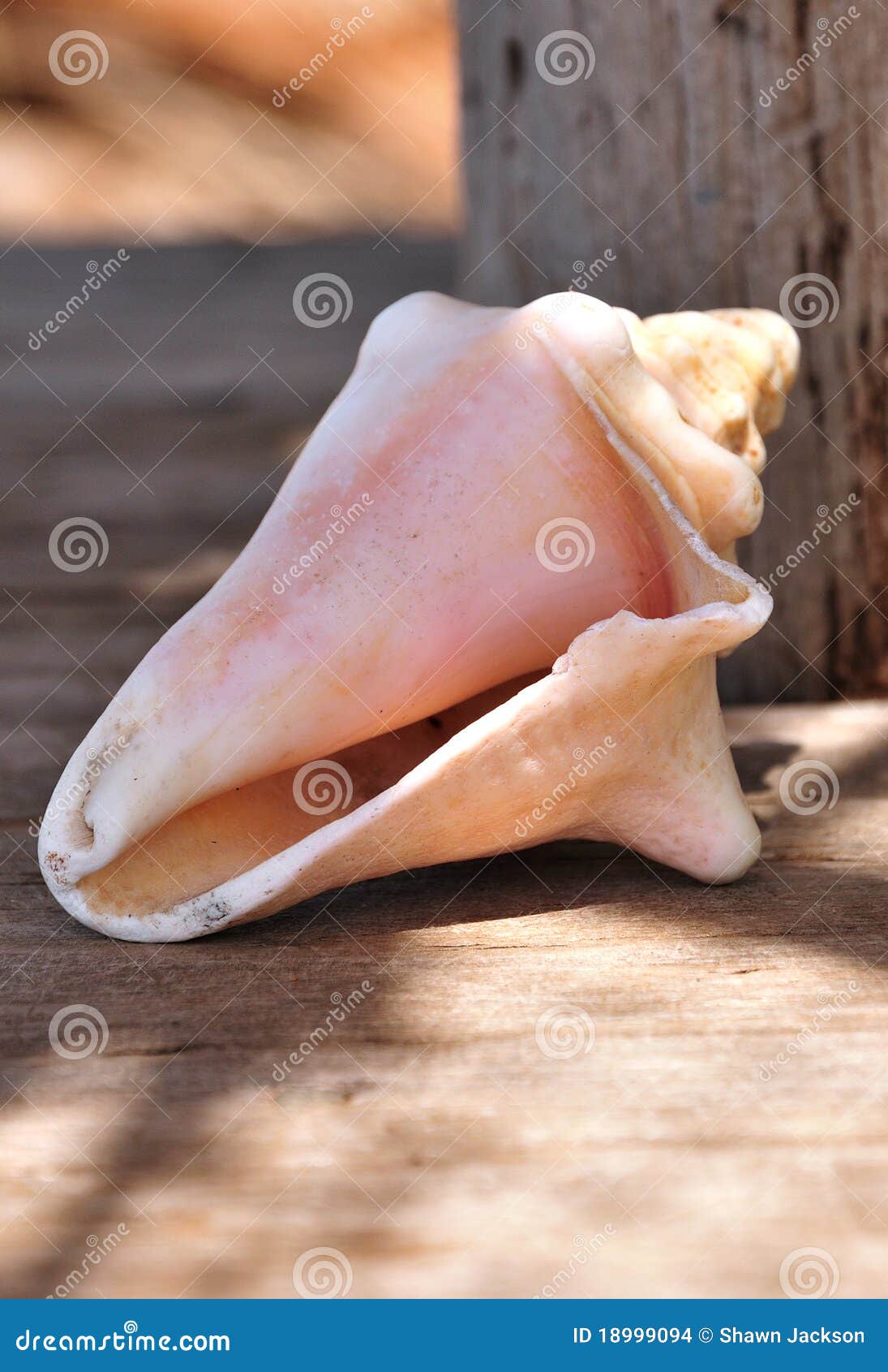 Conch shell on table stock photo. Image of surface, whitish - 18999094