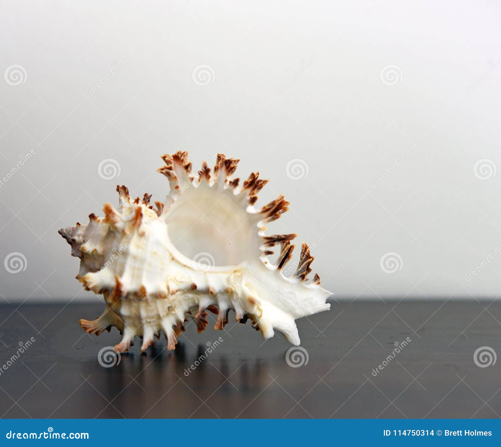 Conch shell stock photo. Image of beach, blank, sealife - 114750314