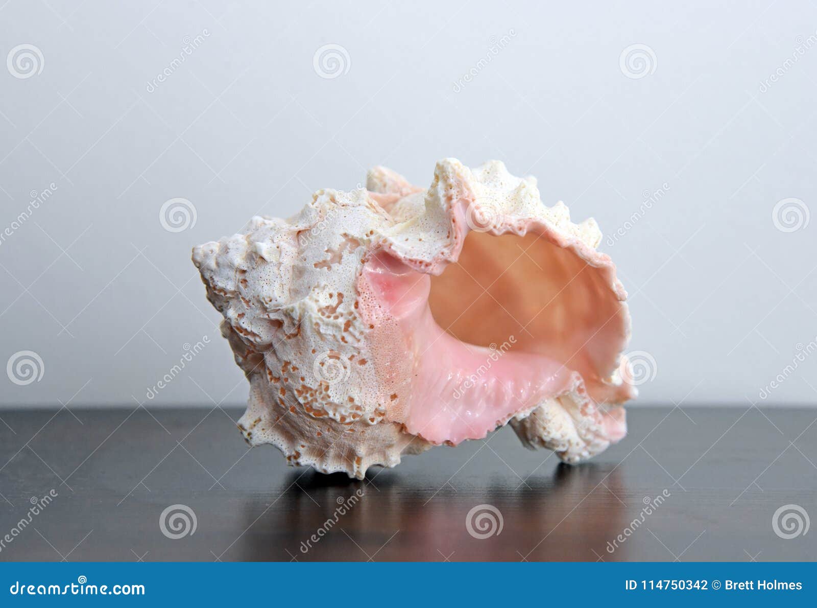 Conch shell stock photo. Image of conch, beach, orange - 114750342