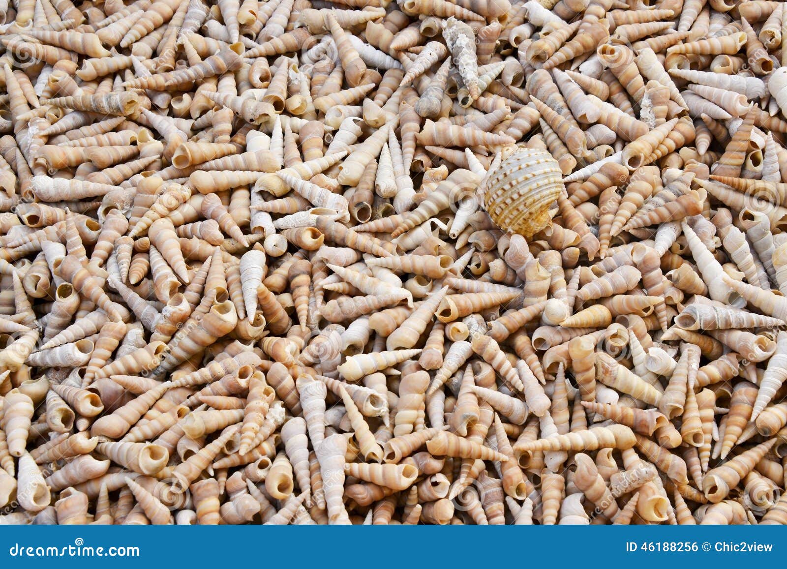 12,279 Conch Shell Texture Background Stock Photos - Free & Royalty ...