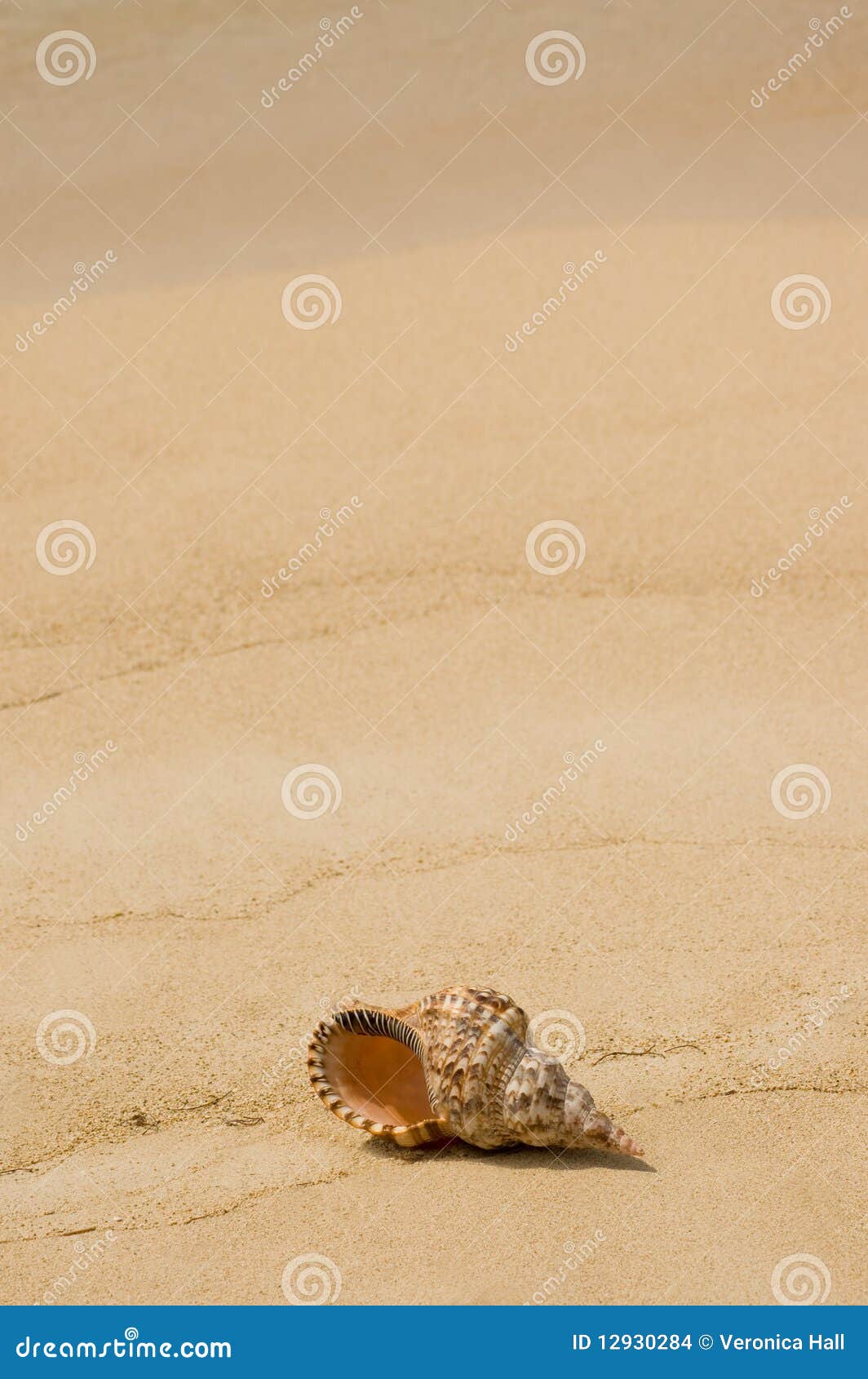 Conch Shell on Tropical Beach Stock Photo - Image of natural, holidays ...