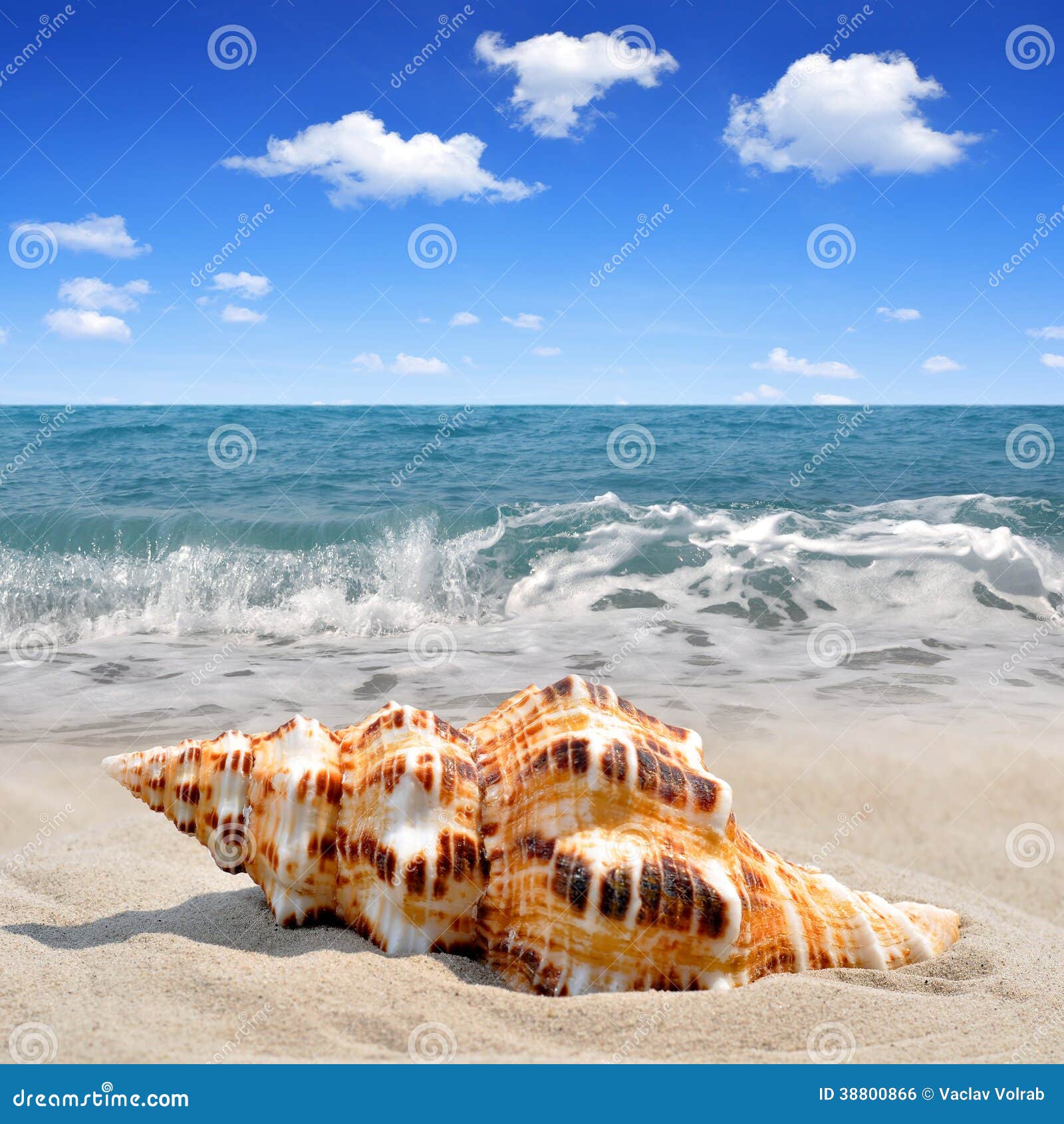 Conch shell stock photo. Image of nature, horizon, island - 38800866
