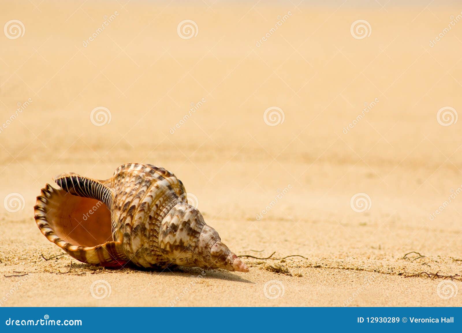 Conch Shell on Tropical Beach (close Up) Stock Image - Image of ...