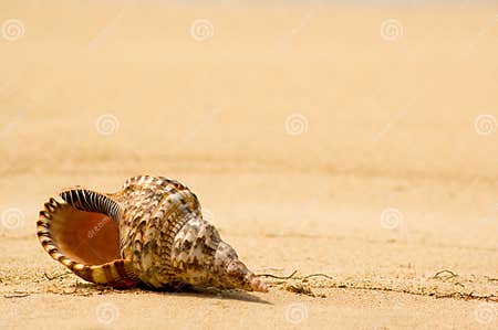 Conch Shell on Tropical Beach (close Up) Stock Image - Image of ...