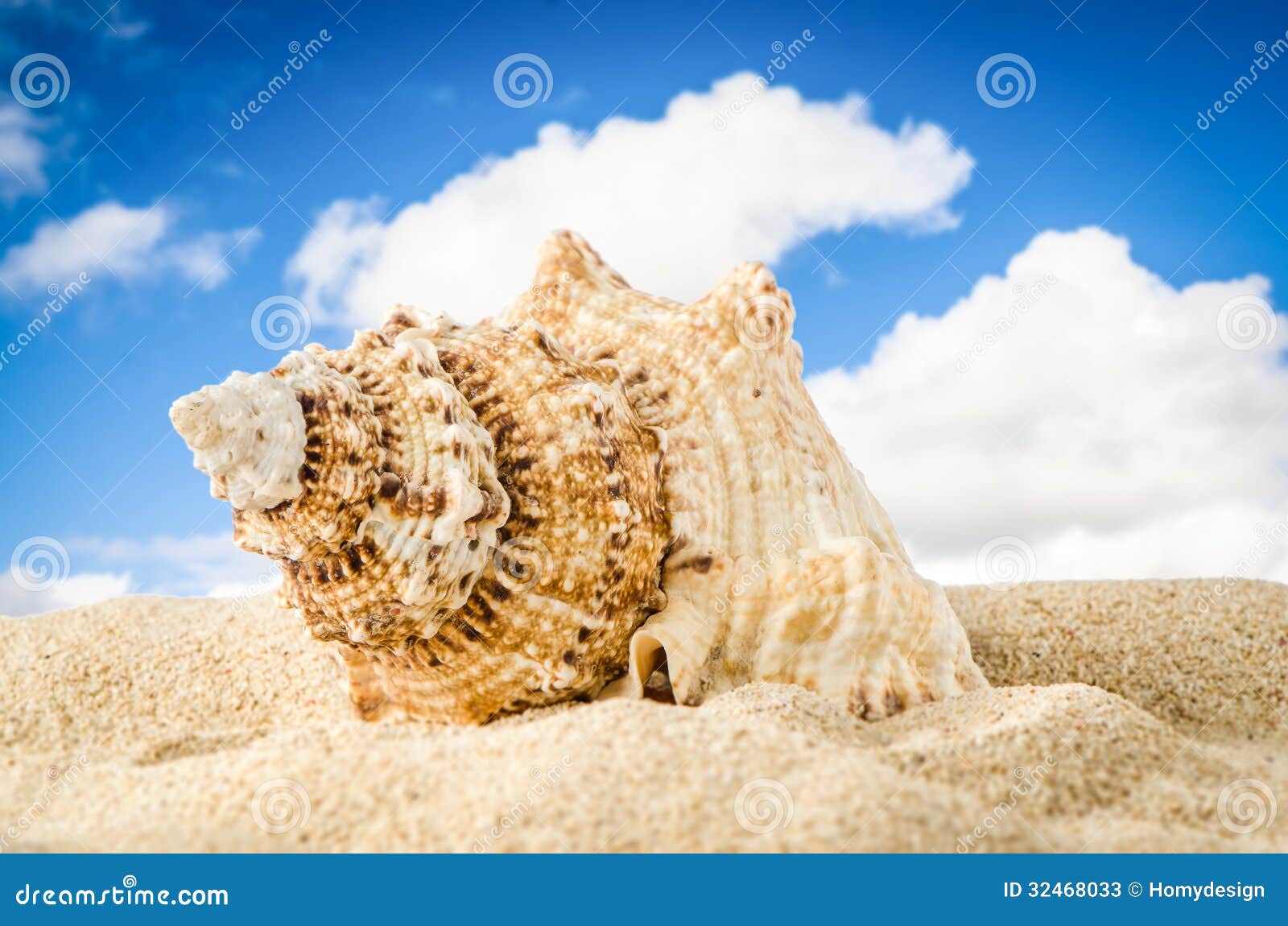 Conch shell stock image. Image of destination, harmony - 32468033