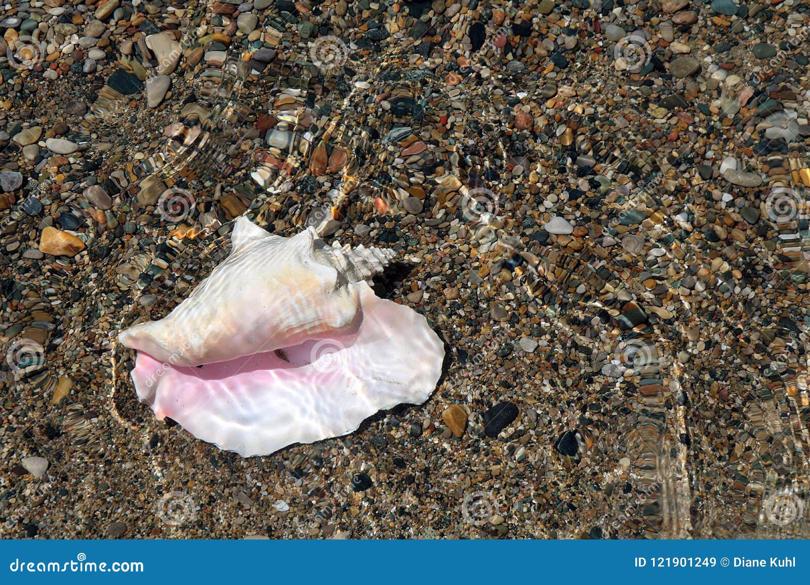 Conch Shell Under Water stock image. Image of beach - 121901249