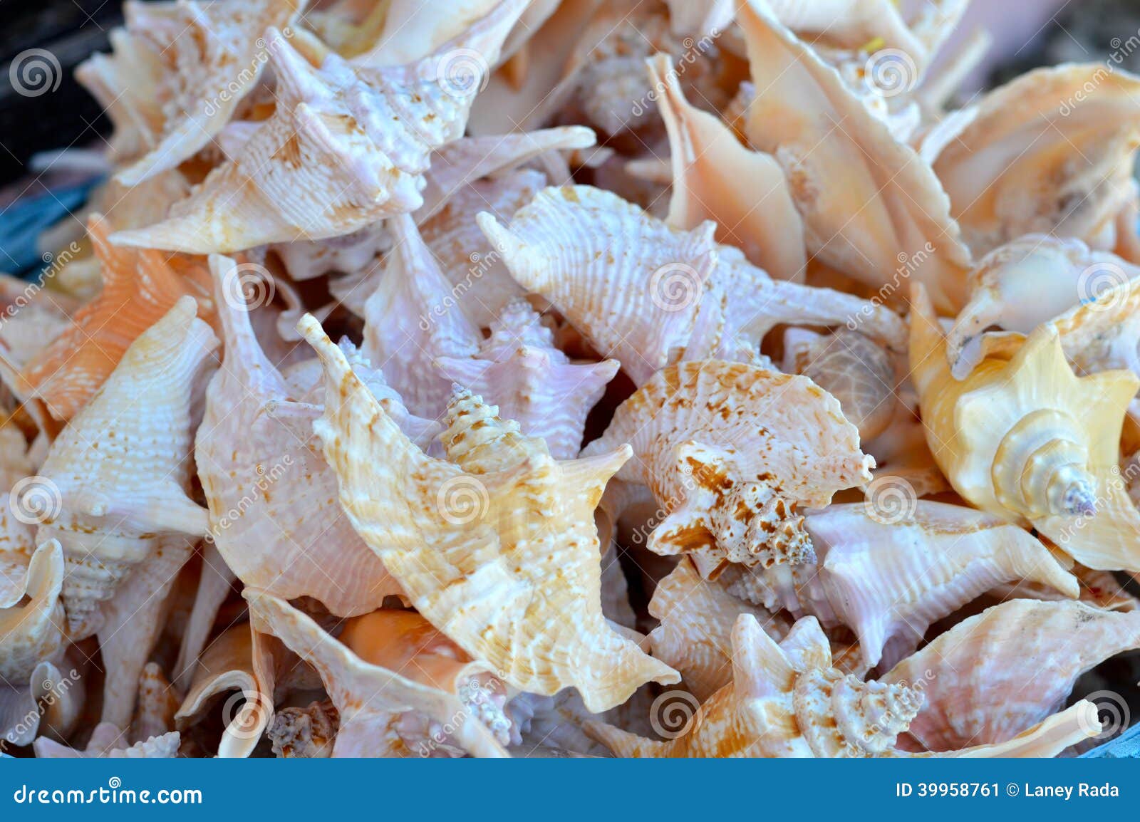 Conch Shell Variety Cluster Stock Image - Image of nature, snails: 39958761
