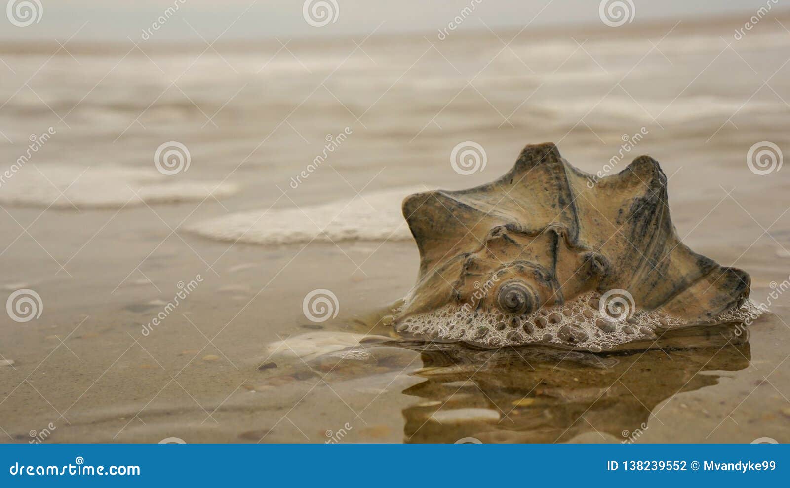 Conch Shell Washed Onto the Beach Stock Photo - Image of carolina ...