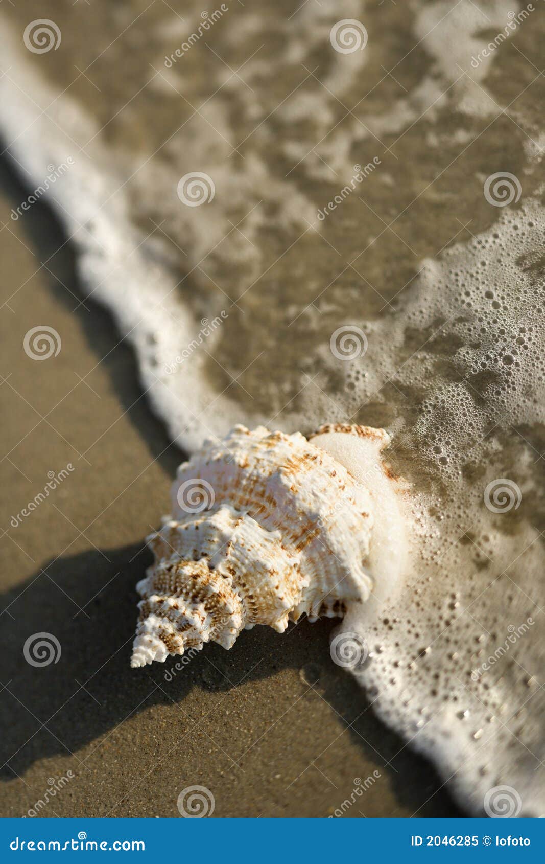Conch shell in wave. stock image. Image of outdoors, vertical - 2046285
