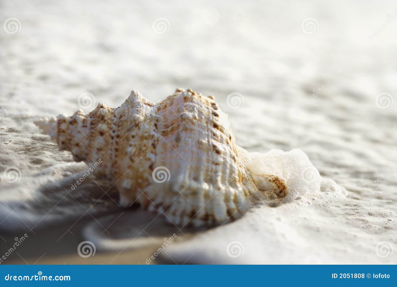 Conch shell in waves. stock photo. Image of wave, coast - 2051808