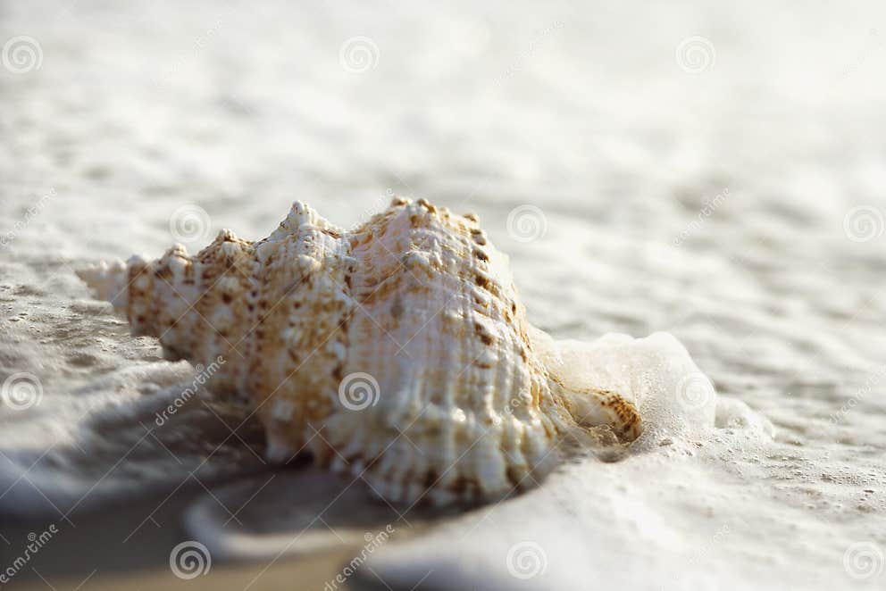 Conch shell in waves. stock photo. Image of wave, coast - 2051808