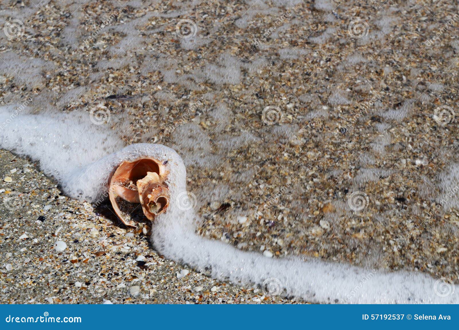 Conch shell and waves stock image. Image of green, field - 57192537