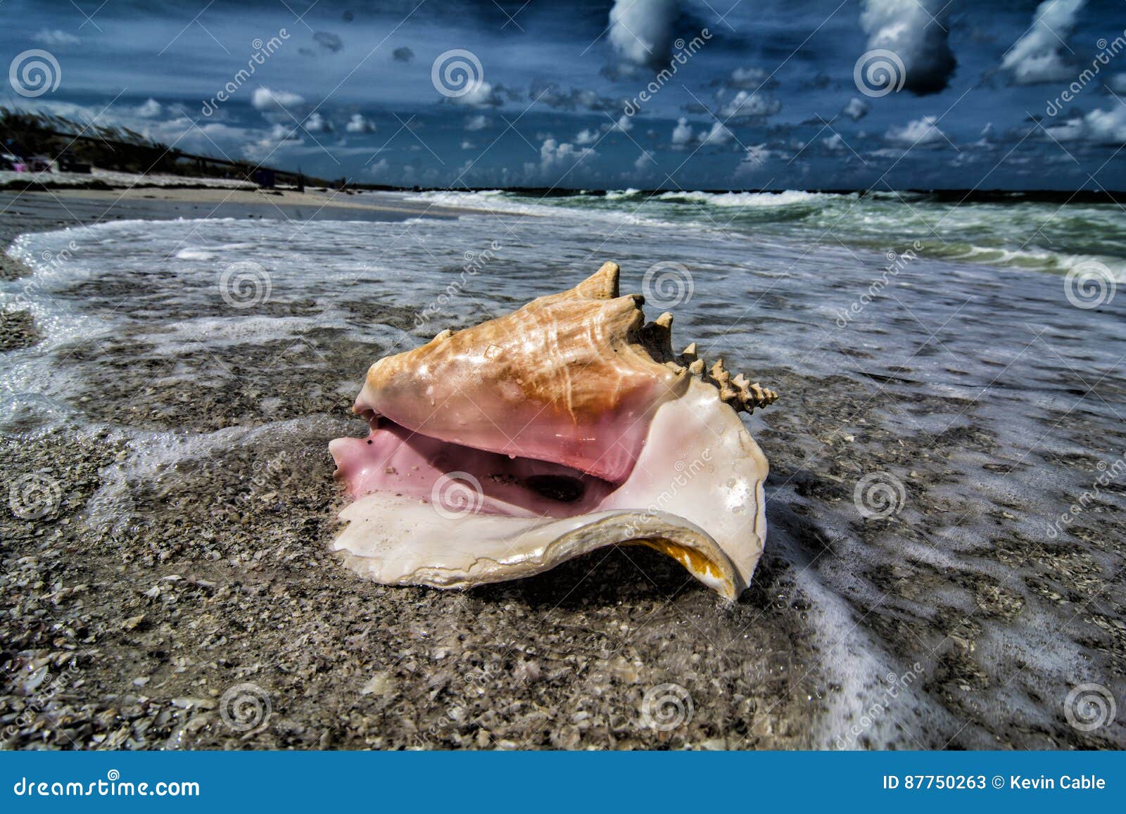 Conch shell with stock image. Image of surf, shell, conch - 87750263