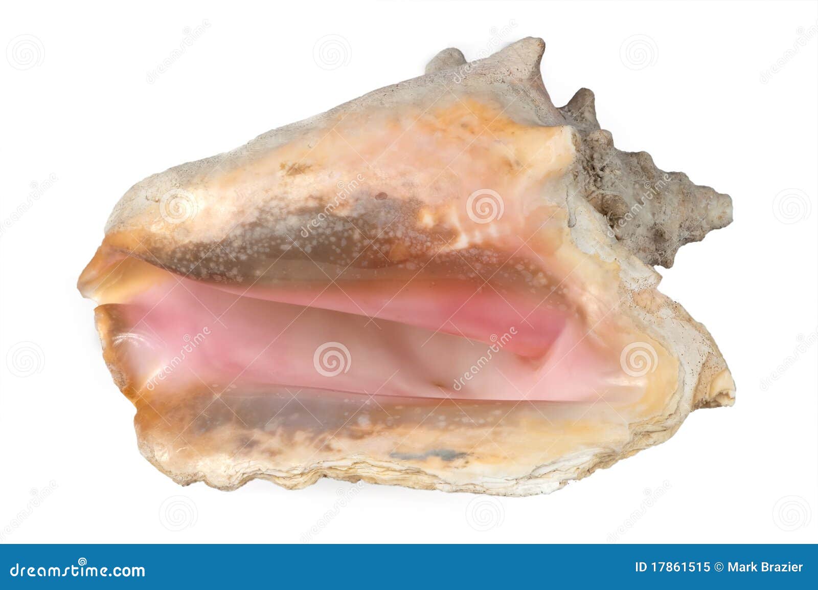 Conch shell on white stock image. Image of beauty, isolated - 17861515