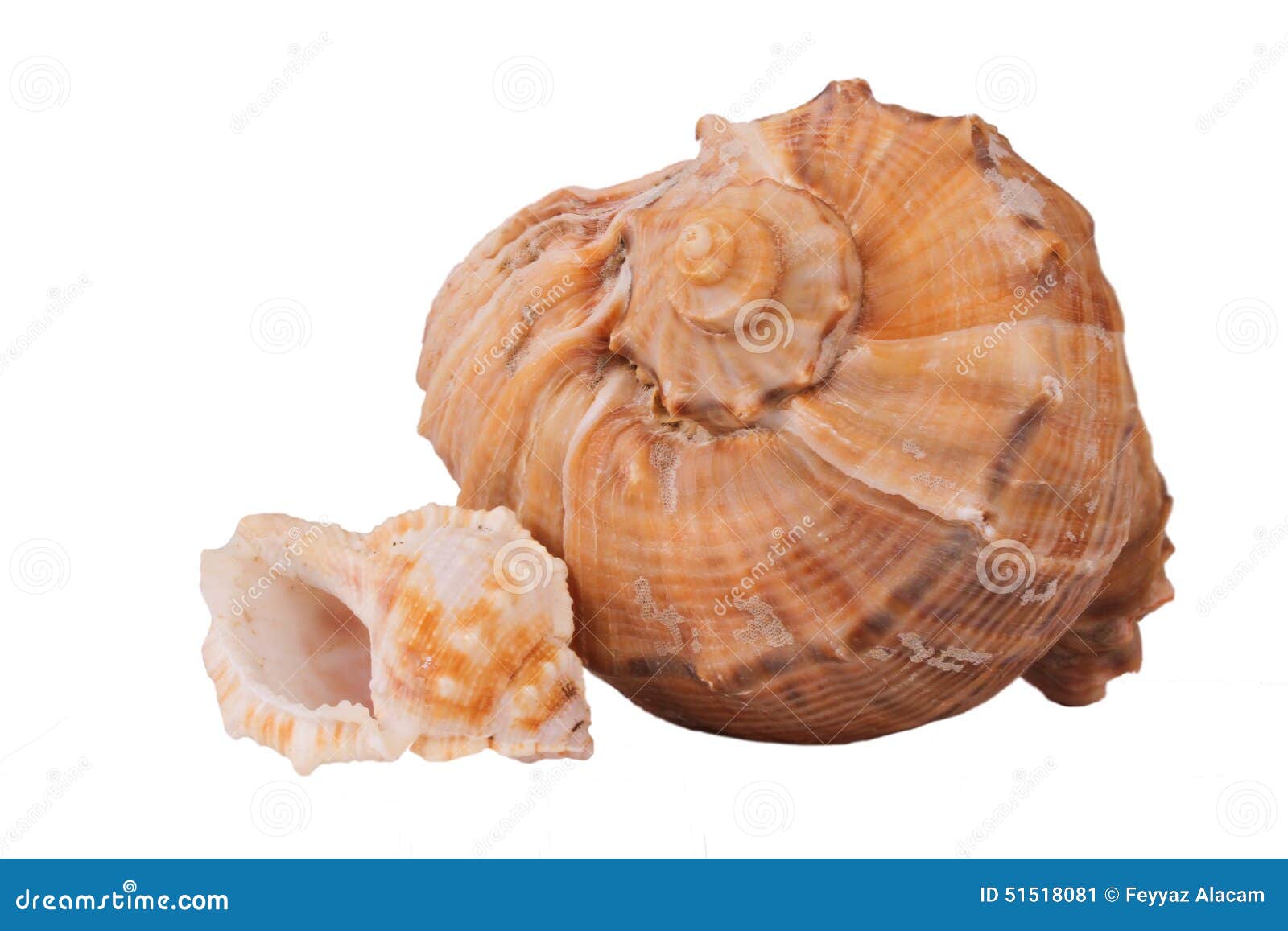 The Conch Shell on the White Background Stock Image - Image of ...