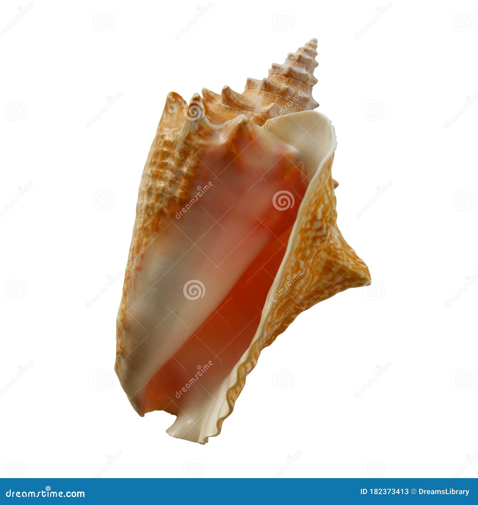 Conch Shell on White Background 2 Stock Image - Image of natural, ocean ...