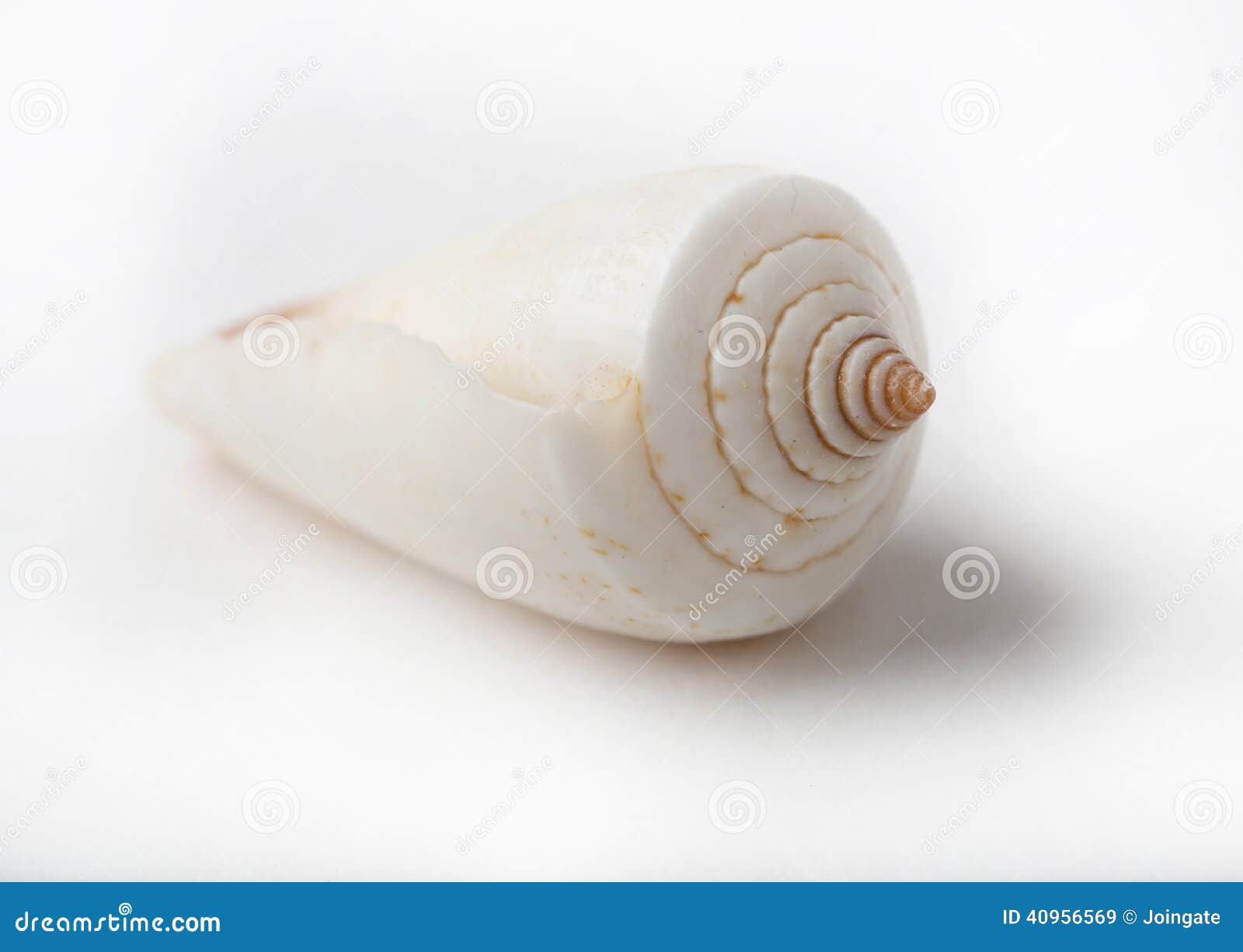 Conch Shell on White Background Stock Image - Image of pearl, scallop ...