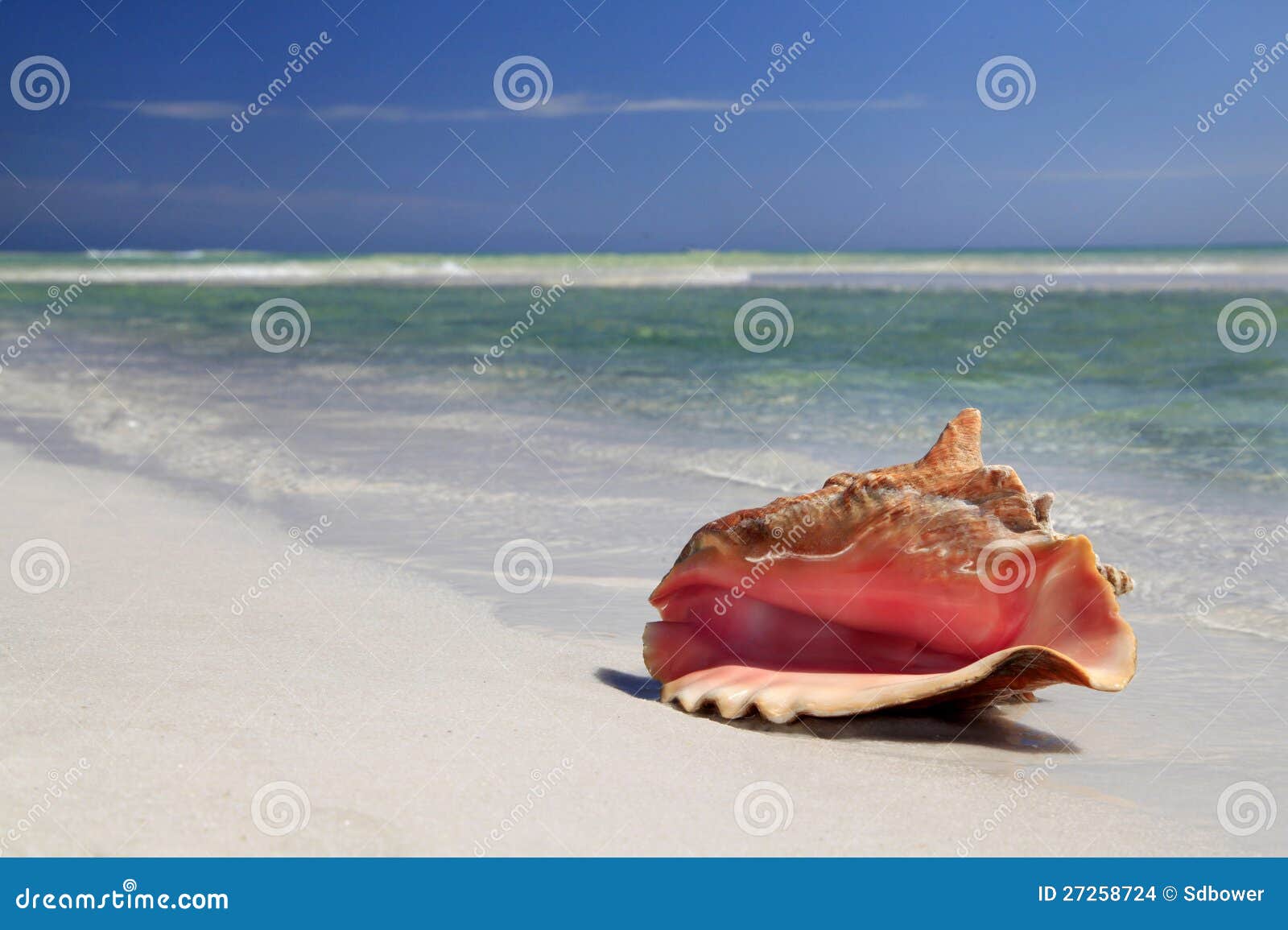 Conch Shell on White Sand Beach Stock Photo - Image of seashell, sand ...
