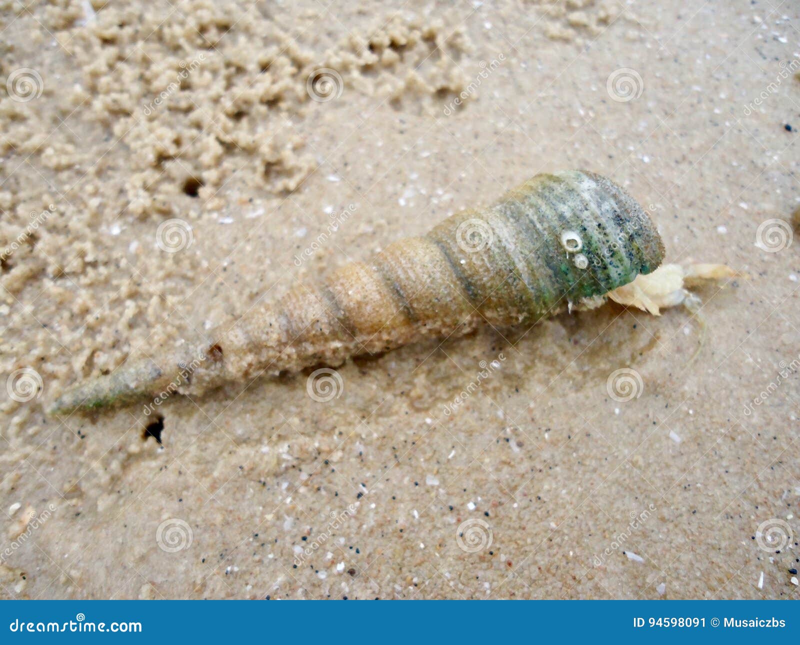 Conch shell stock image. Image of marine, mollusc, beautiful - 94598091