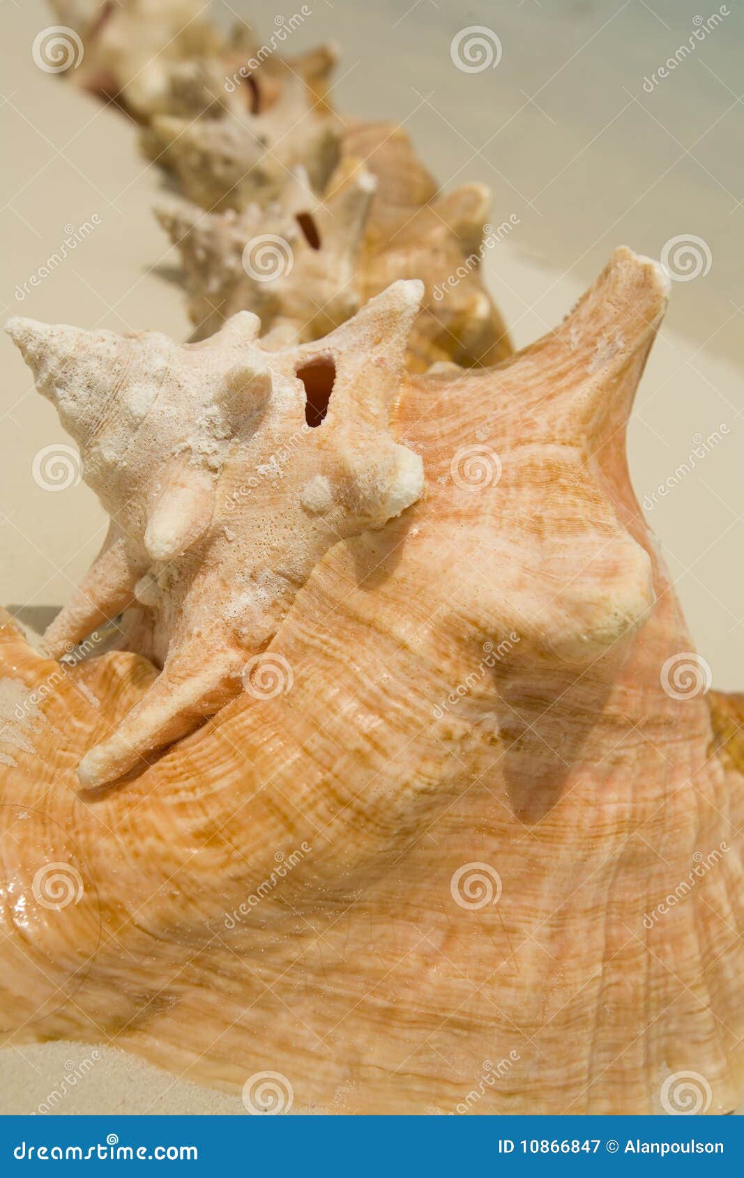 Conch Shells stock image. Image of conch, shell, endless - 10866847