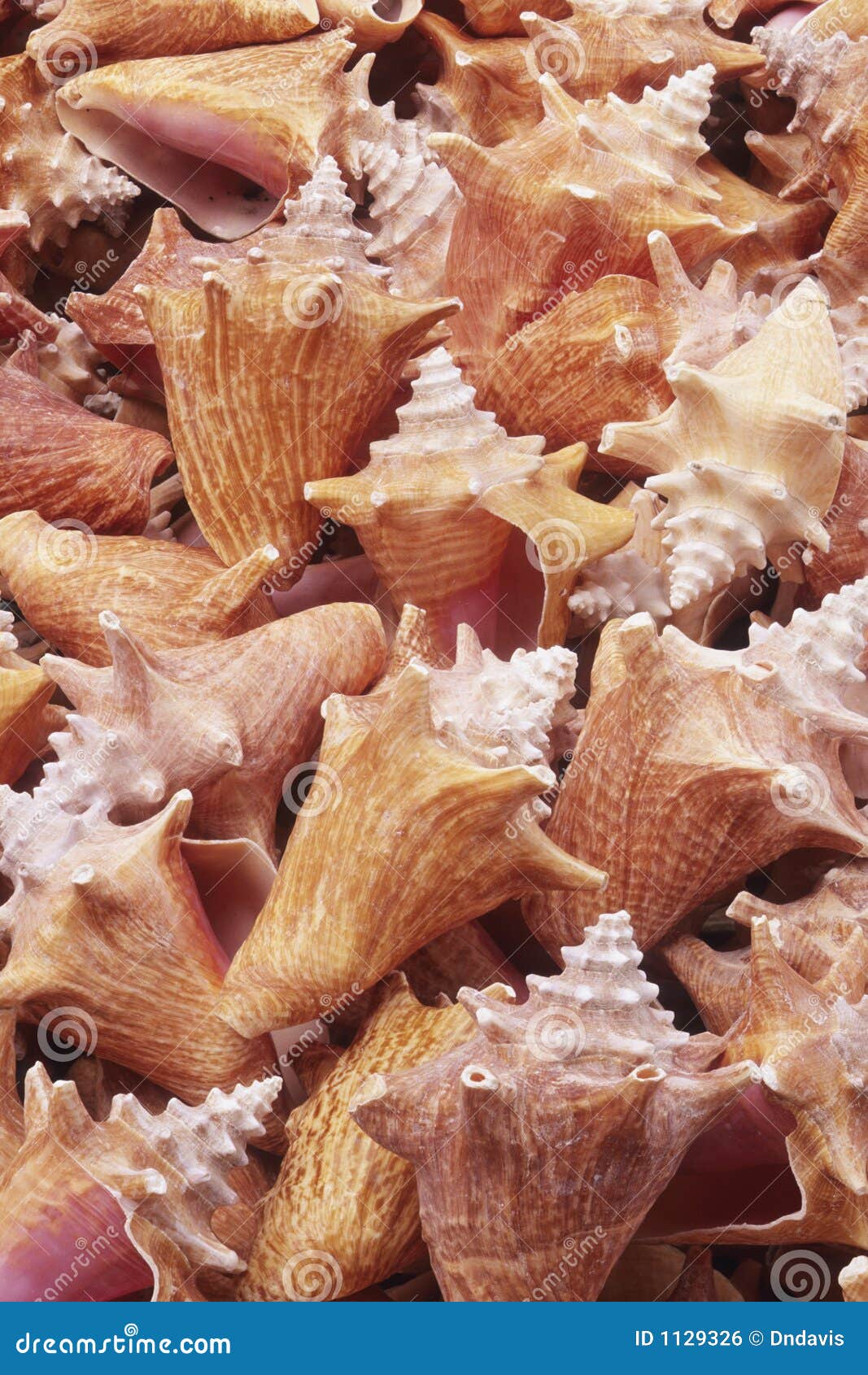 Conch Shells Stock Photography | CartoonDealer.com #41751308