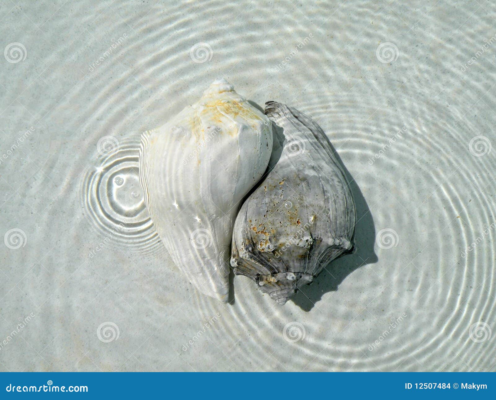 Conch Shells stock photo. Image of closeup, detail, close - 12507484