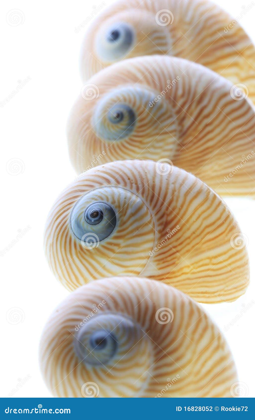 Conch shells stock photo. Image of colored, white, objects - 16828052