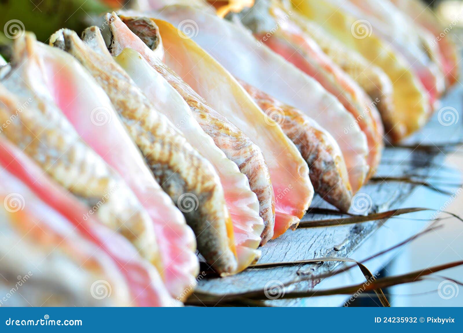 Conch Shells stock photo. Image of marine, conch, pink - 24235932