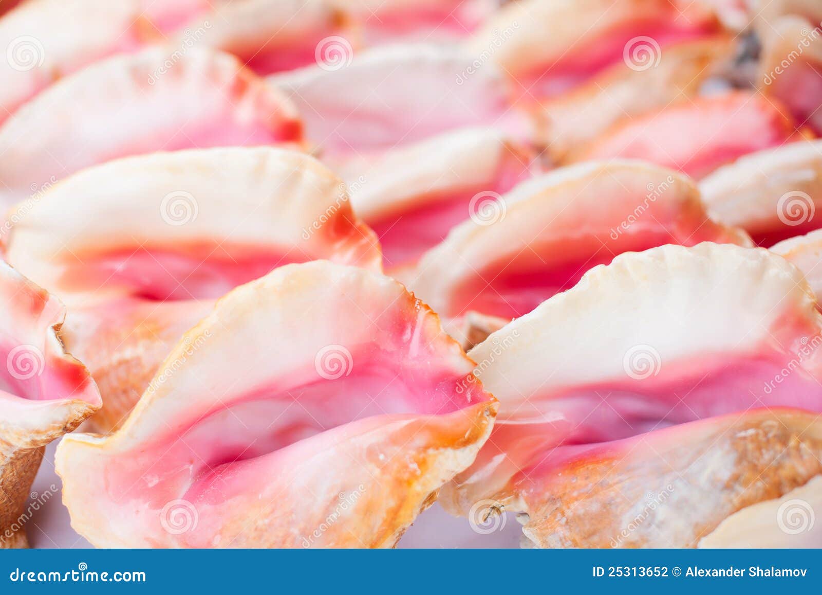 Conch shells stock photo. Image of beautiful, decoration - 25313652
