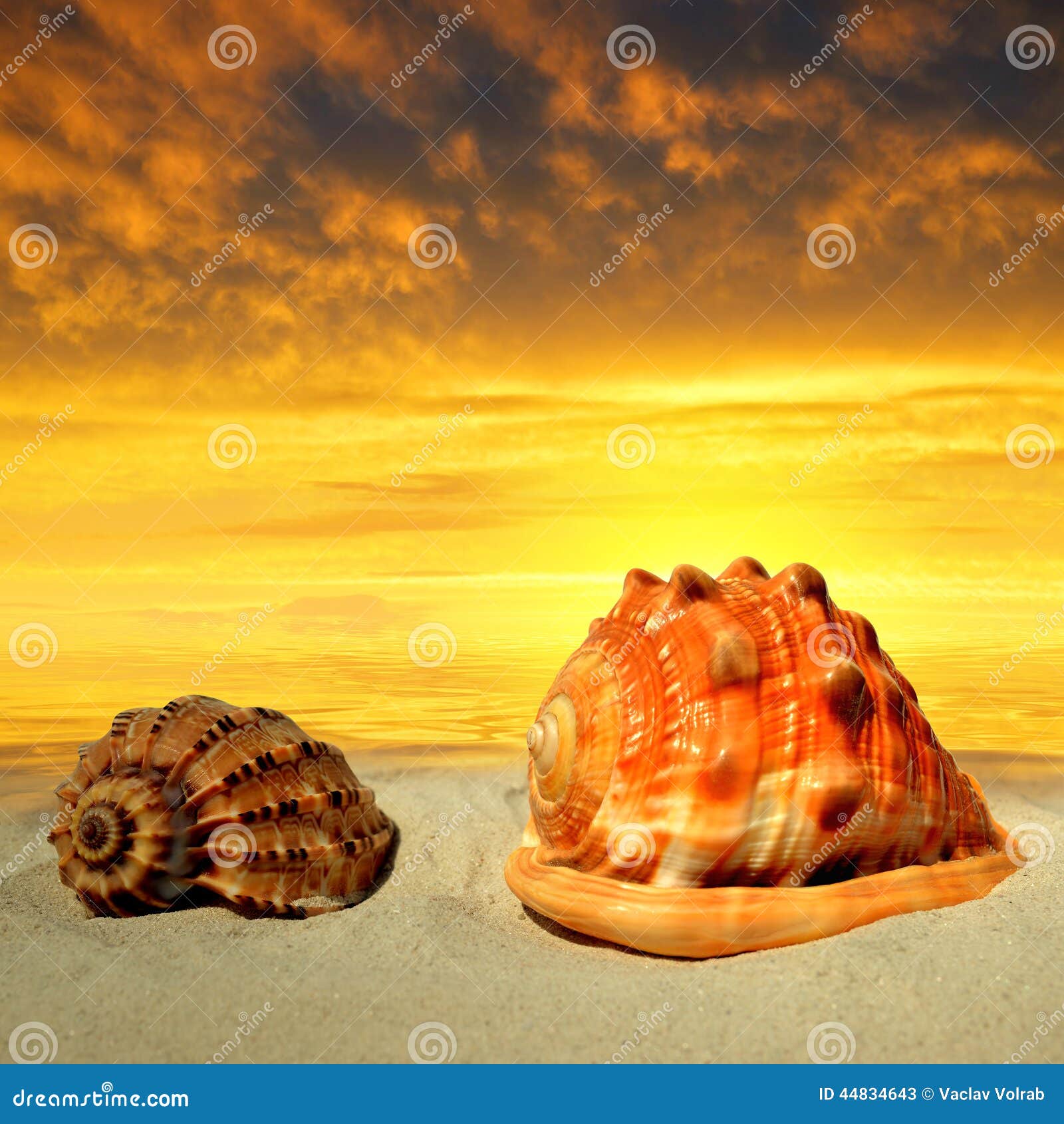 Conch shells on beach stock image. Image of seashore - 44834643