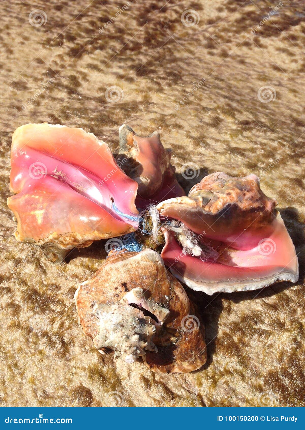 Conch Shells stock photo. Image of sand, shells, bright - 100150200