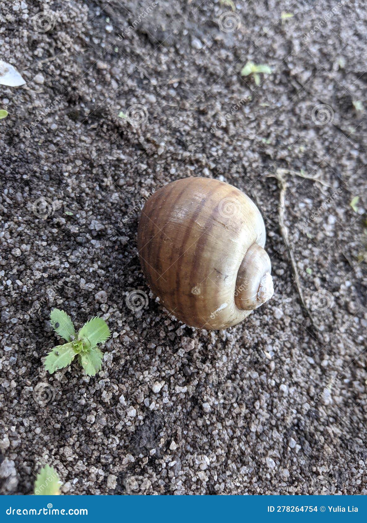 Conch Shells on Brown Sand and Plants Stock Photo - Image of tiny ...