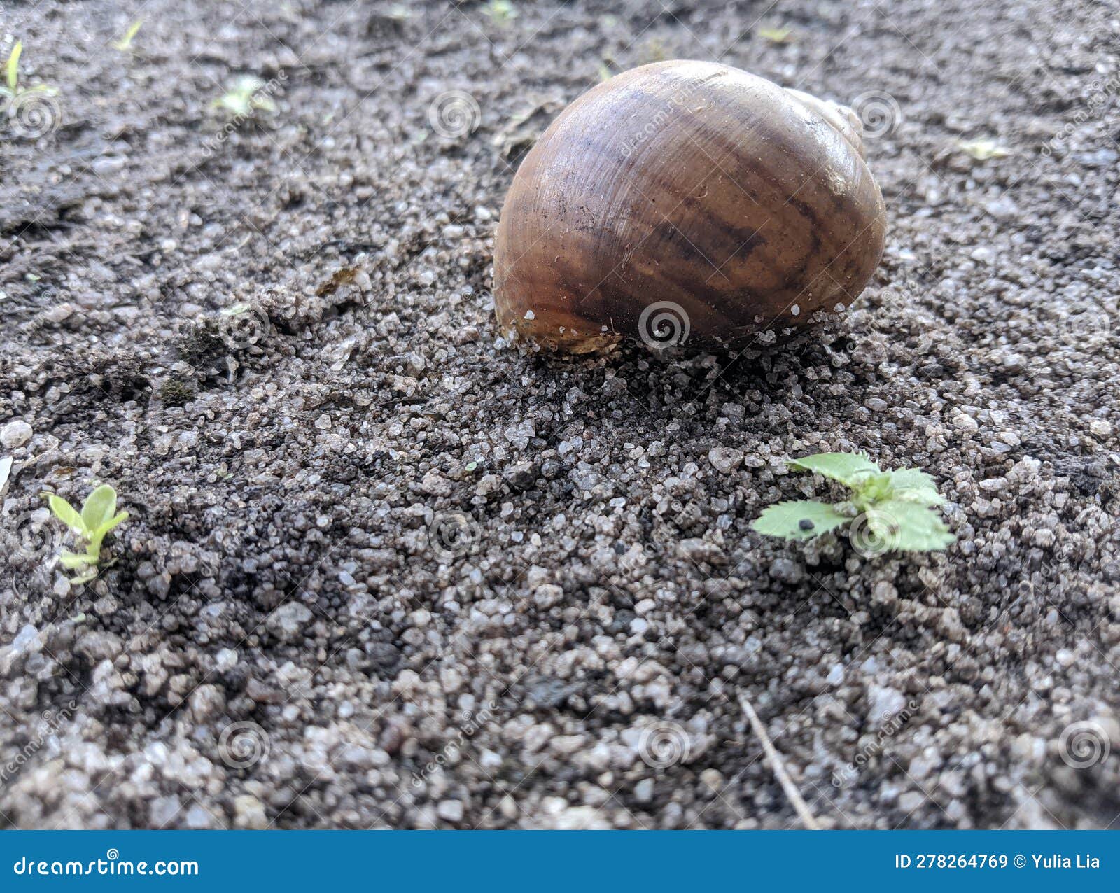 Conch Shells on Brown Sand and Plants Stock Image - Image of tiny, sand ...
