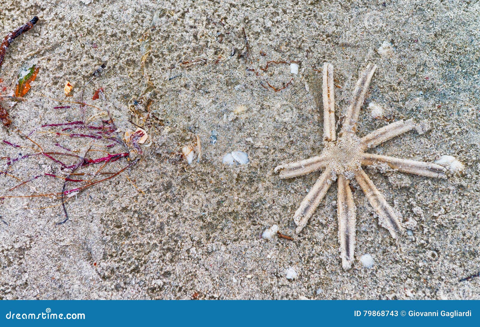 Conch Shells in Captiva Island Beach, Sanibel - Florida Stock Image ...