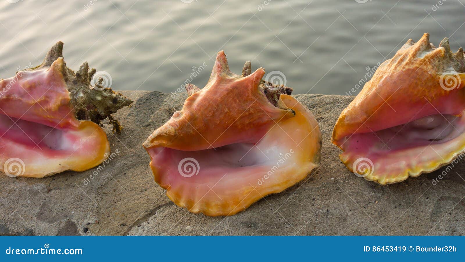 Conch Shells in the Caribbean Stock Image - Image of edible, outdoors ...