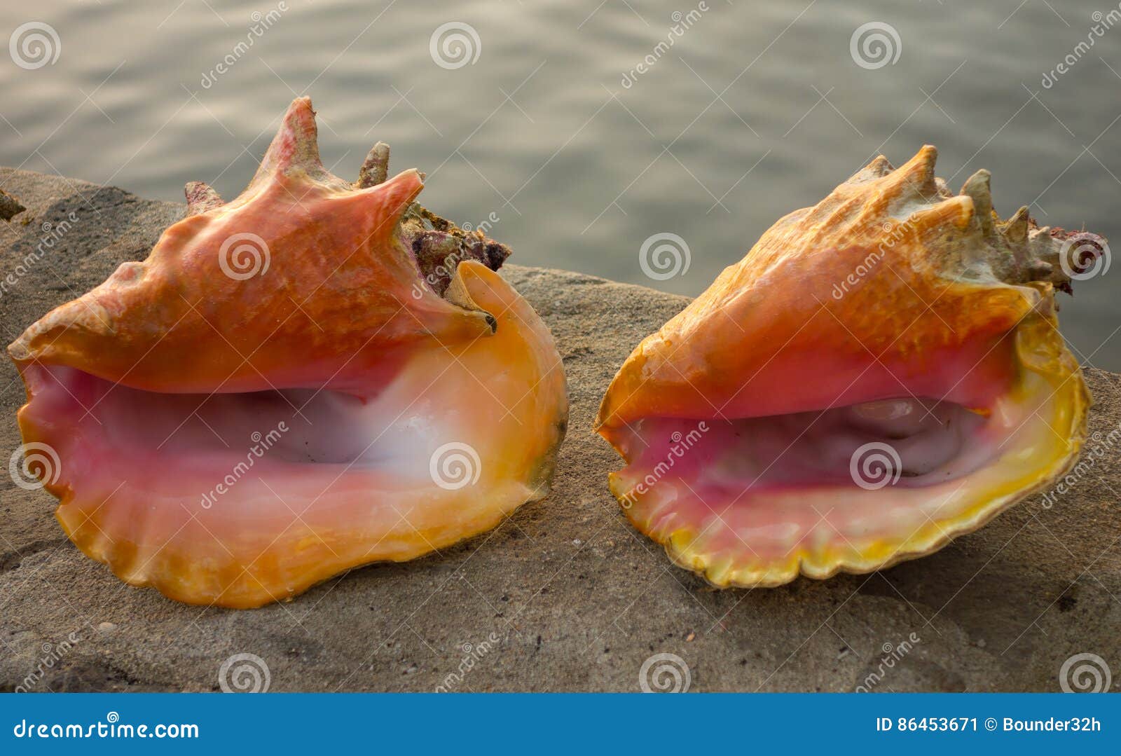 Conch Shells in the Caribbean Stock Image - Image of shiny, nature ...