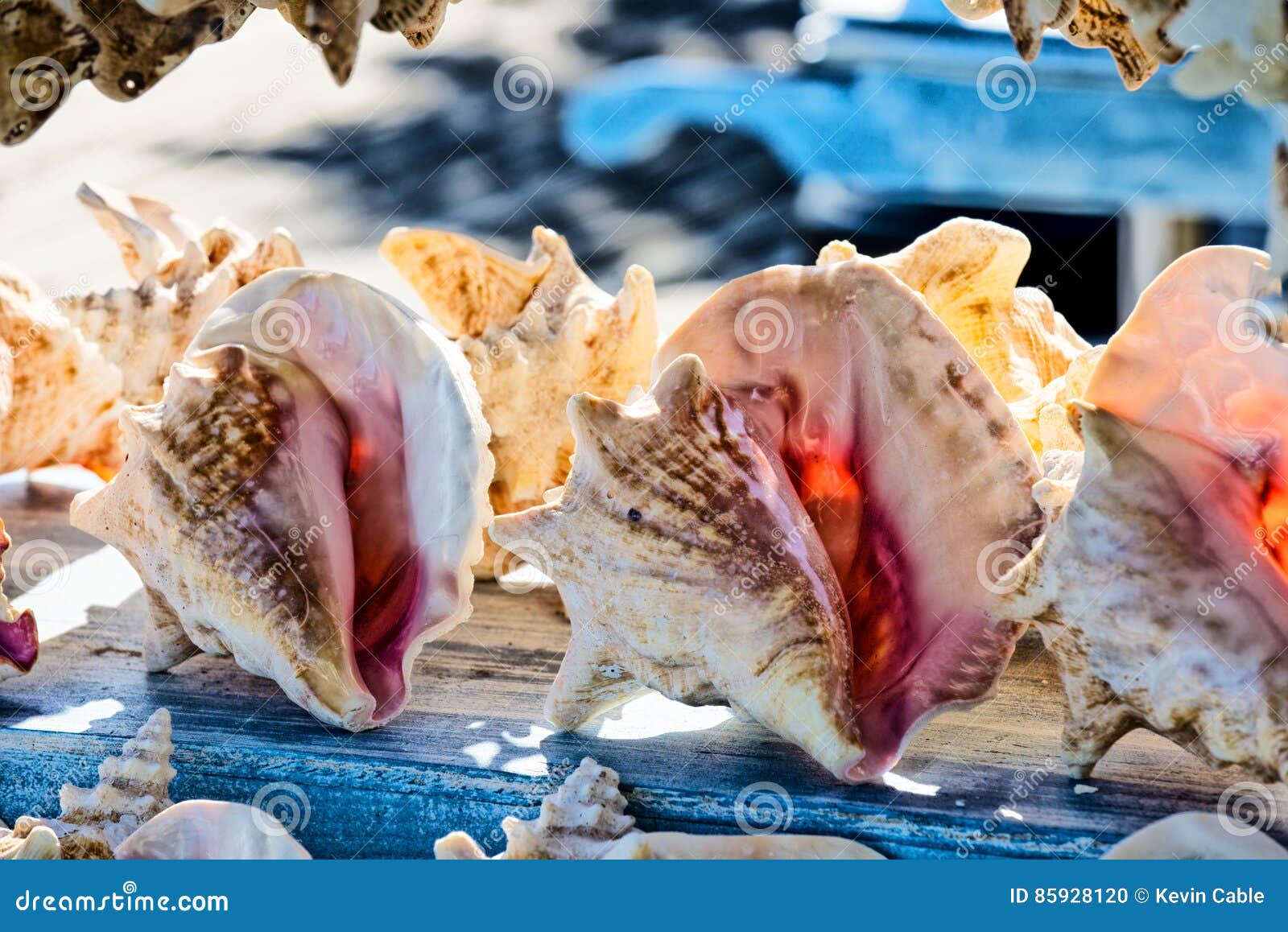 Conch Shells stock photo. Image of great, three, colors - 85928120