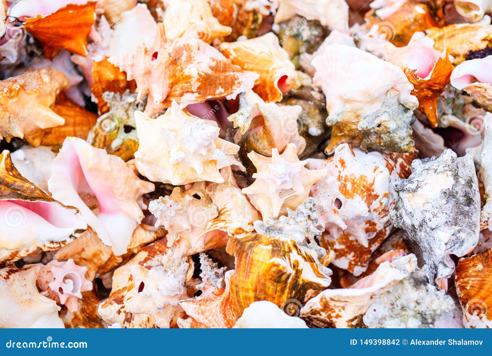 Conch shells stock photo. Image of crustacean, souvenir - 149398842